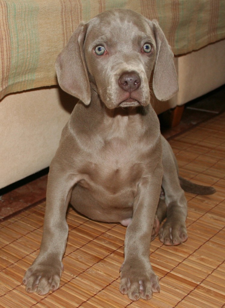 Por fin en casa - Weimaraner