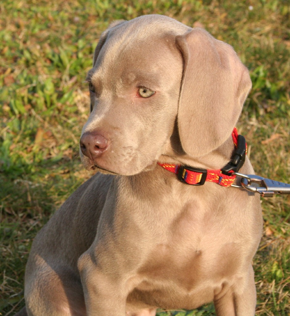 Un paseo por el parque - Weimaraner