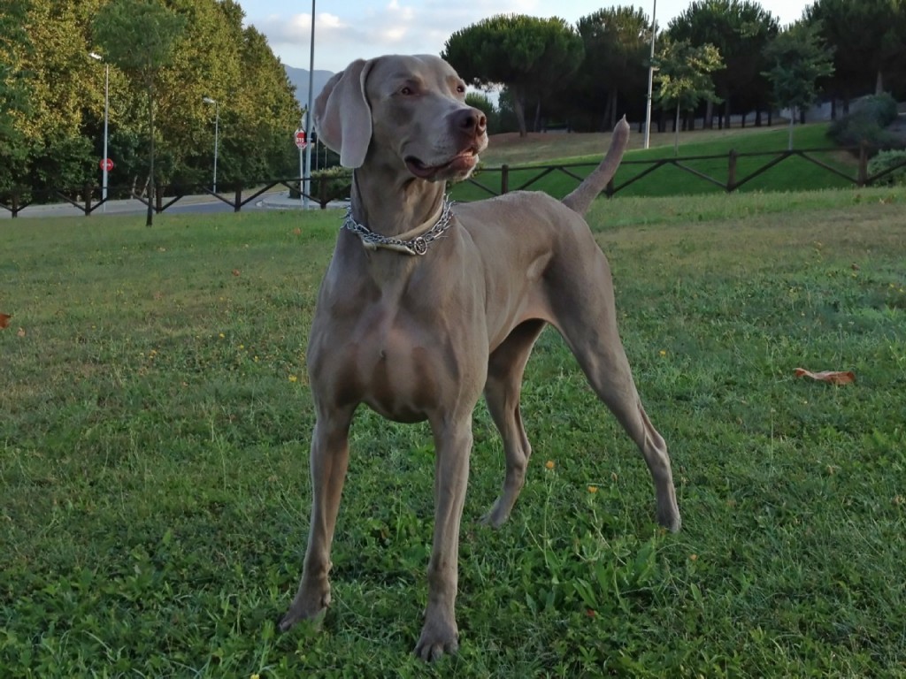 Paseo matutino - Weimaraner