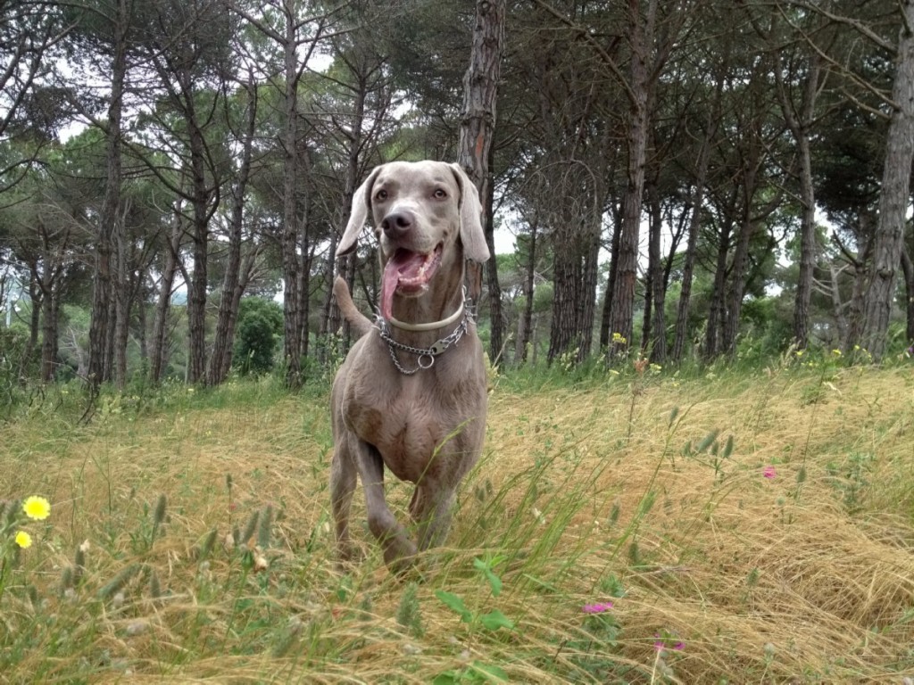 Paseo veraniego - Weimaraner