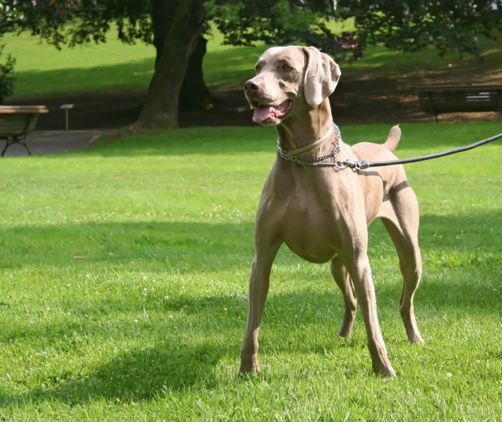 Una de poses en Bilbao - Weimaraner